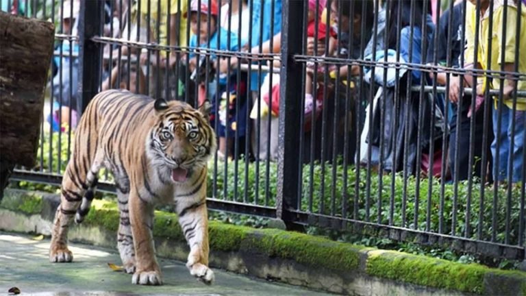 √ Kebun Binatang Surabaya (KBS): Wahana, Harga Tiket 2026
