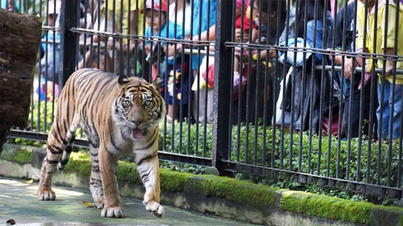 √ Kebun Binatang Surabaya (KBS): Wahana, Harga Tiket 2026