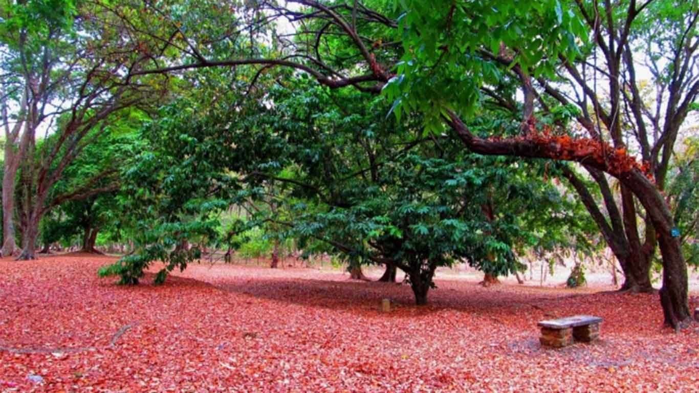 √ Kebun Raya Purwodadi: Daya Tarik, Lokasi, Tiket Masuk 2026