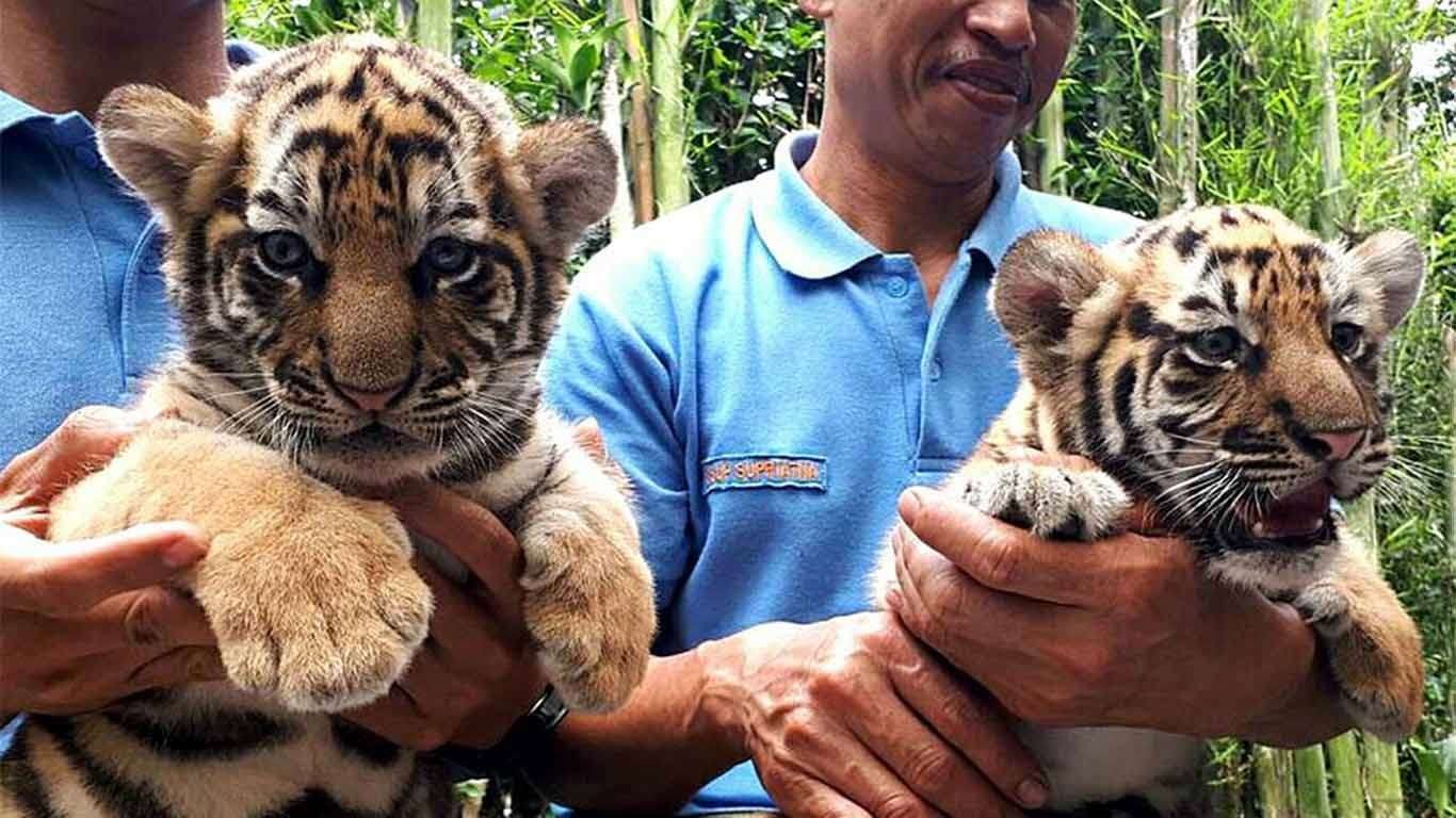 √ Kebun Binatang Bandung: Aktivitas, Lokasi, Harga Tiket 2026