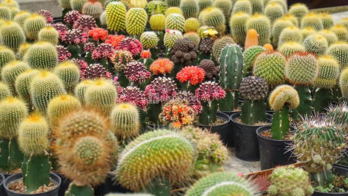 √ 27 Tempat Wisata di Cimahi yang Hits (Gambar dan Info)