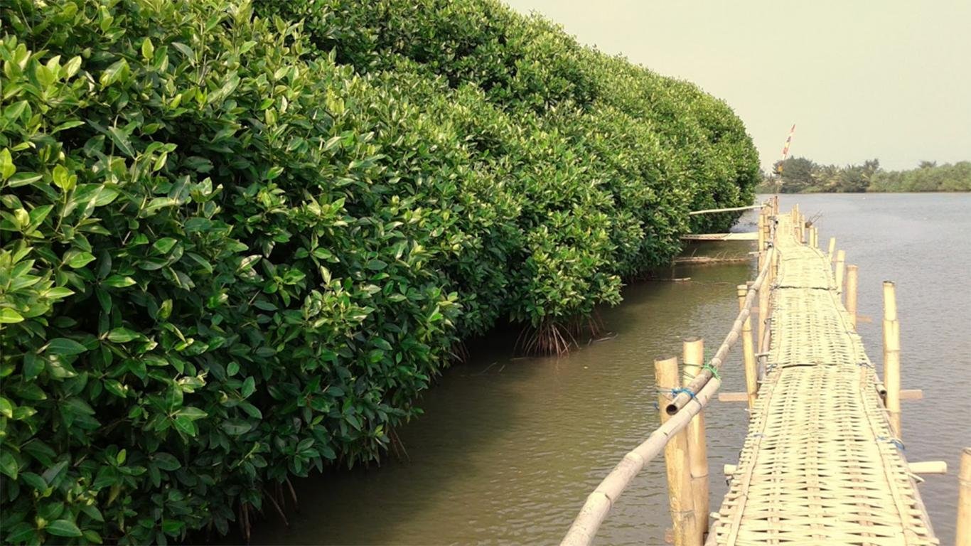 √ HUTAN MANGROVE Kulon Progo: Aktivitas & Tiket Masuk 2026