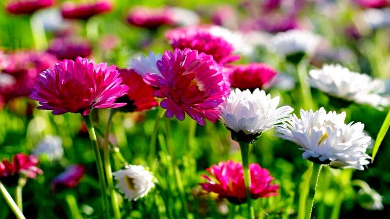 √ Taman Bunga Cihideung: Review & Harga Tiket Masuk 2026