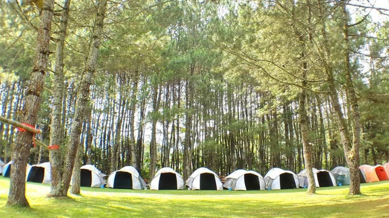 √ Pine Forest Camp: Aktivitas, Fasilitas, Harga Tiket Masuk 2026