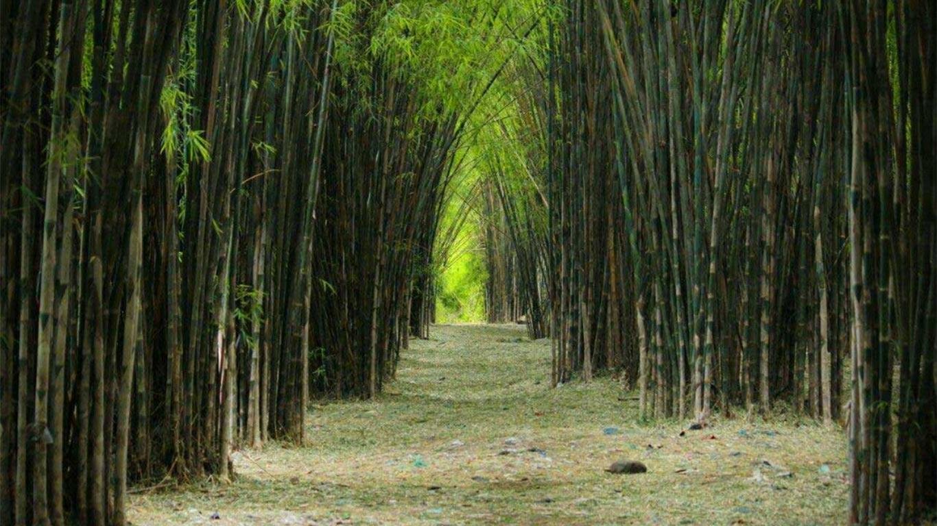 √ Hutan Bambu Surabaya: Spot foto, Jam Buka, Tiket Masuk 2026