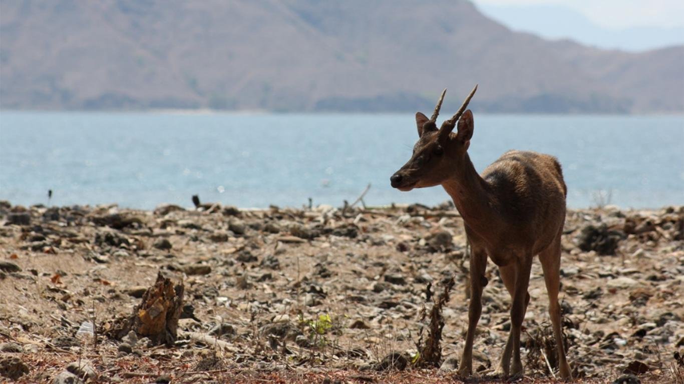 √ Taman Nasional Bali Barat: Sejarah, Lokasi, Tiket Masuk 2026