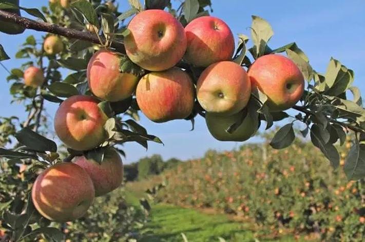√ Wisata Kebun Apel Malang: Aktivitas & Harga Tiket Masuk 2026