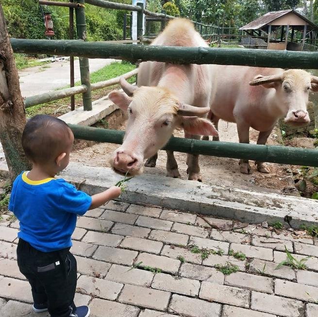 √ Bogor Mini Zoo: Review, Alamat, Tiket Masuk 2026