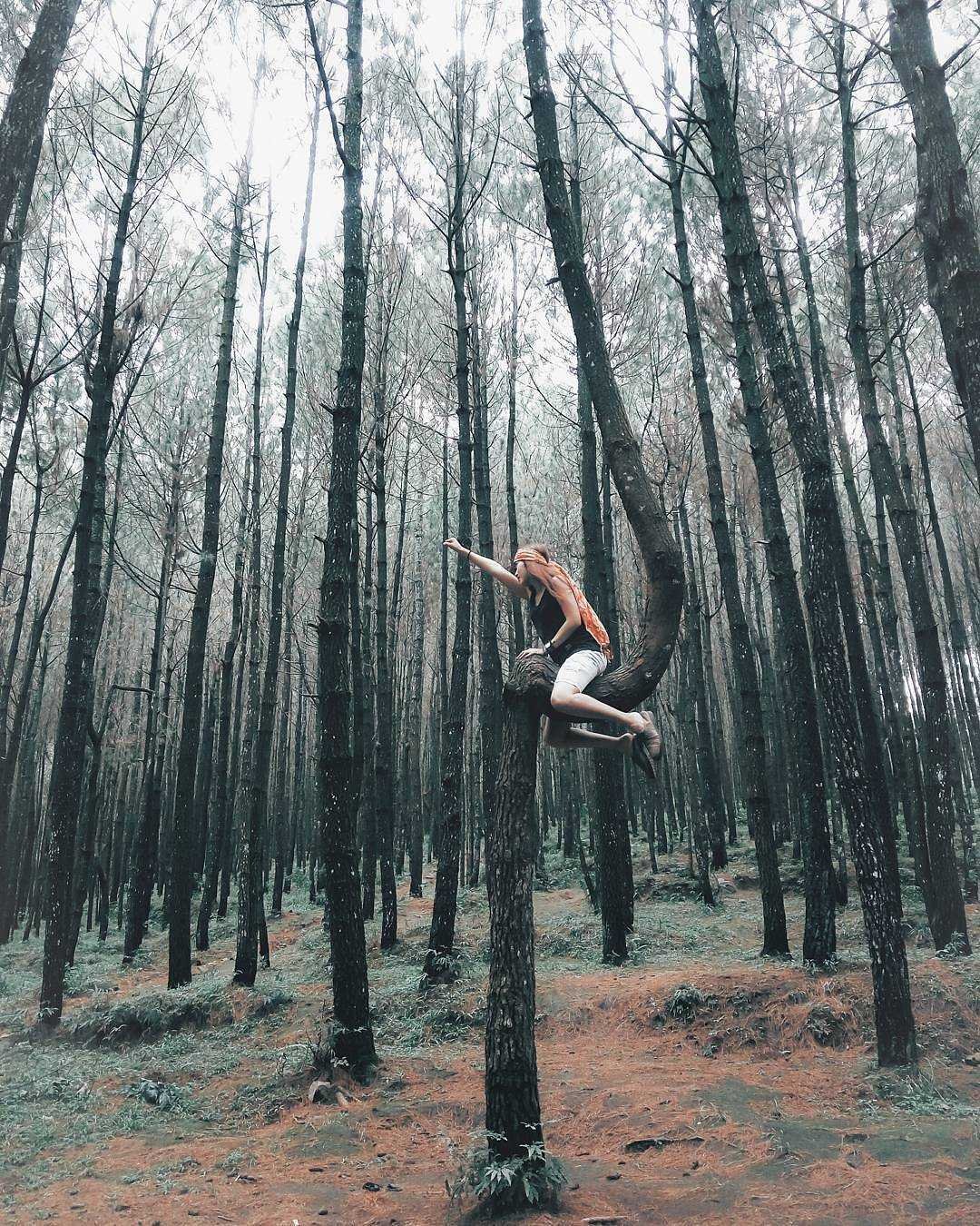 √ HUTAN PINUS KAYON Semarang: Pesona & Harga Tiket 2026