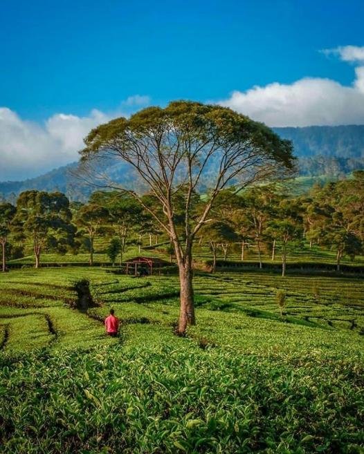 √ Gunung Mas Puncak Cisarua: Wahana, Harga Tiket 2025